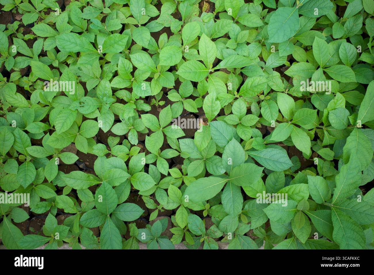 Teak plants seedling (Tectona grandis) in the nursery in Gunung Kidul, Yogyakarta, Indonesia ...