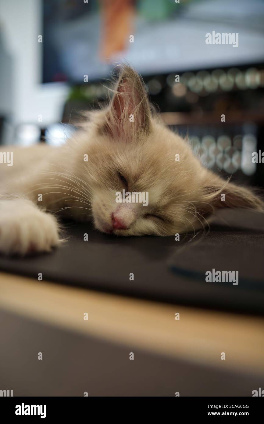 Fuji, the fluffy kitten, sleeps peacefully on a desk, her soft fur and ...