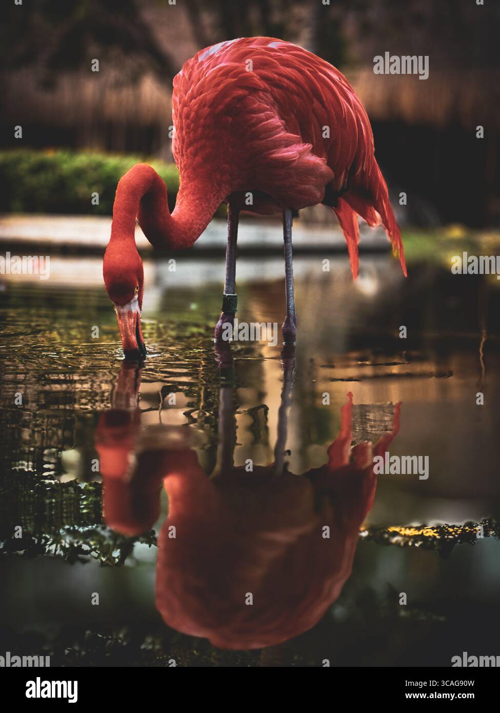 A Flamingo and its reflection in the water Stock Photo - Alamy