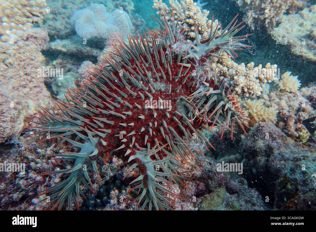 Crown-of-thorns starfish are seen at Tern Island on the northern Great ...