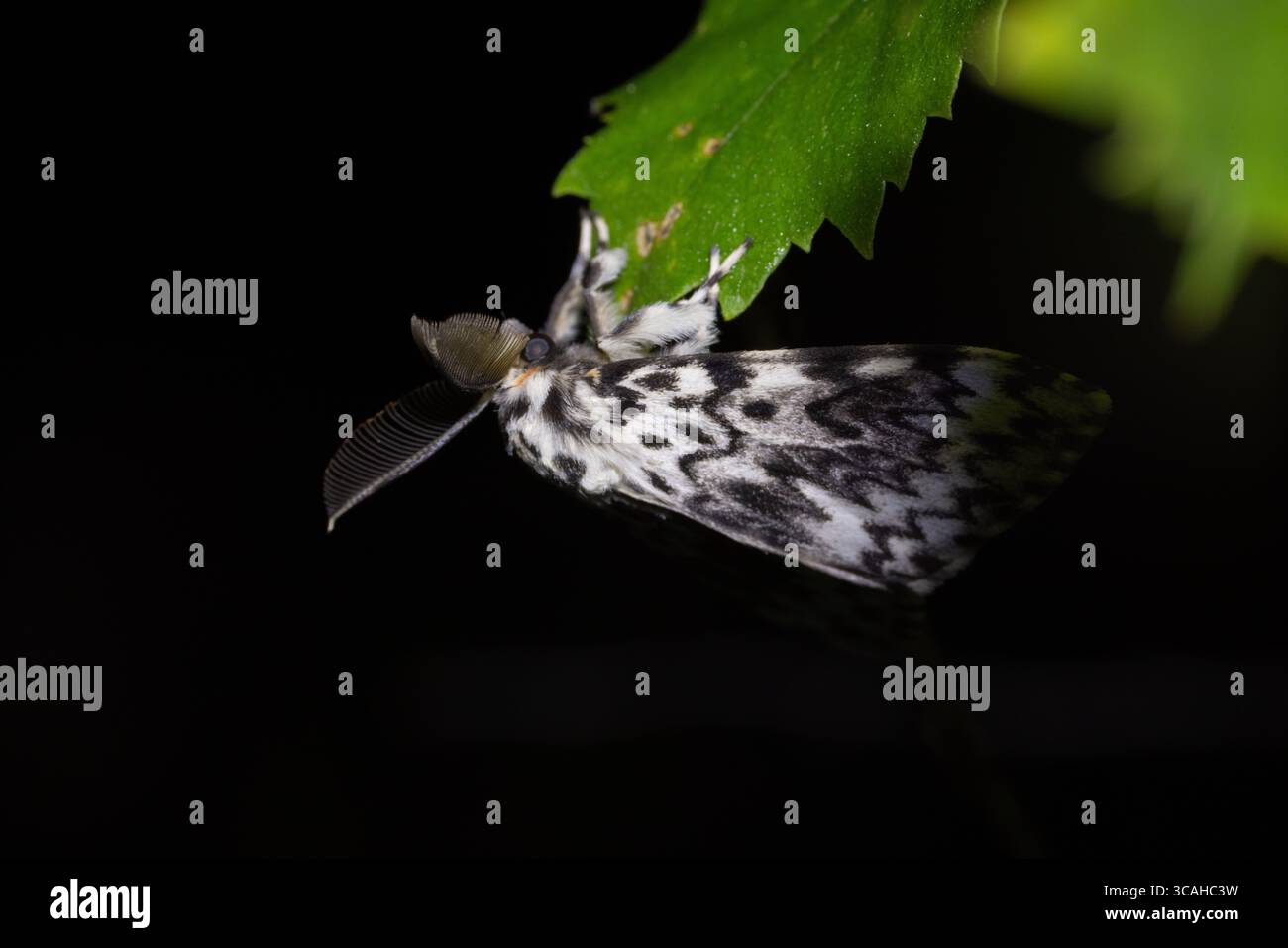 Almindelig nonne hi-res stock photography and images - Alamy