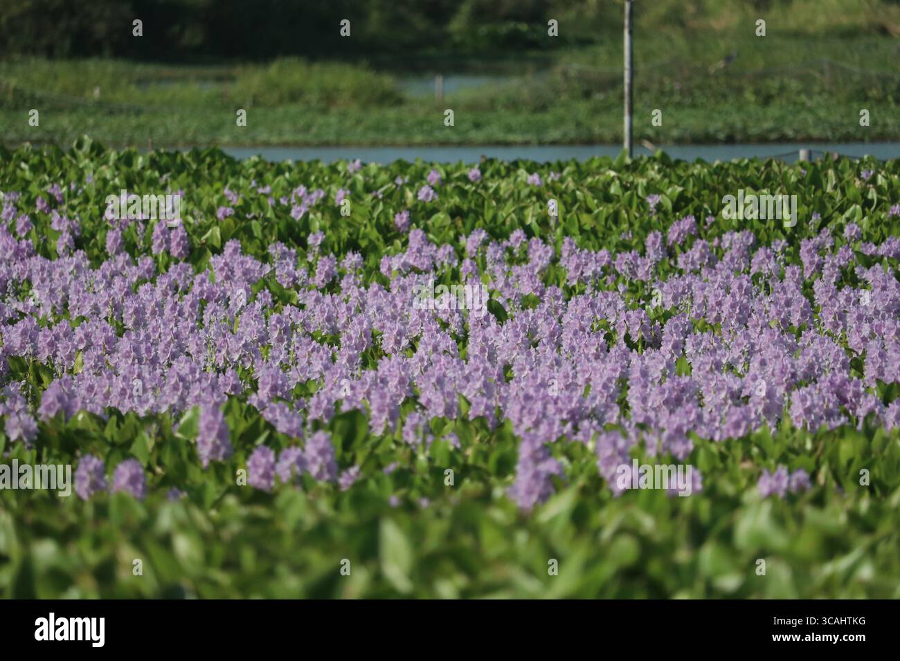 Water hyacinth lives floating in water and sometimes roots in the soil ...