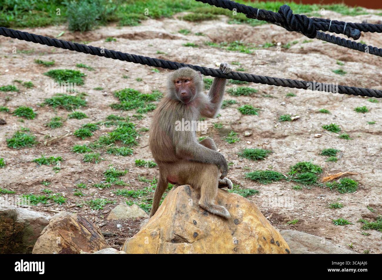 Baboon buttocks hi-res stock photography and images - Alamy