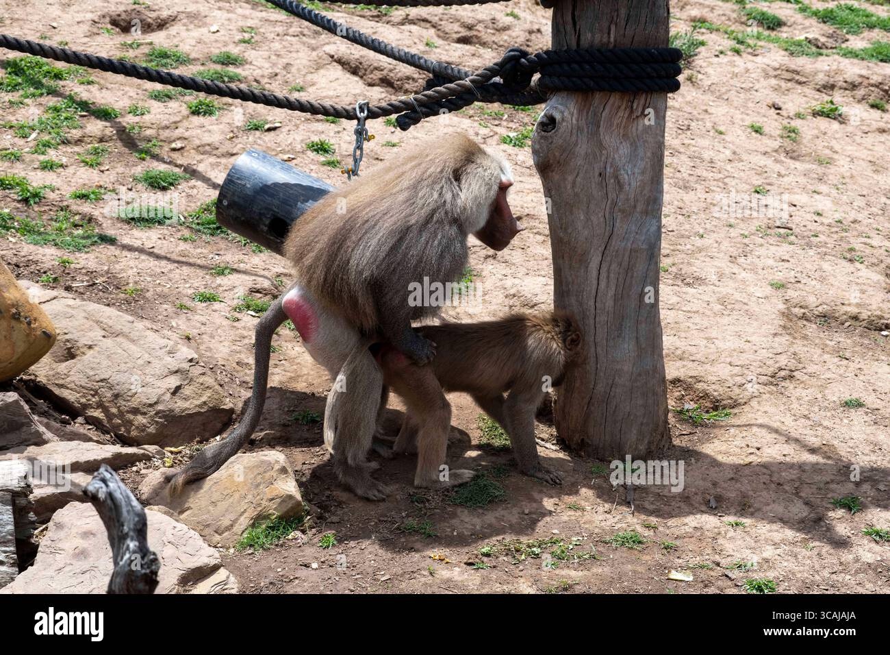 Baboon buttocks hi-res stock photography and images - Alamy