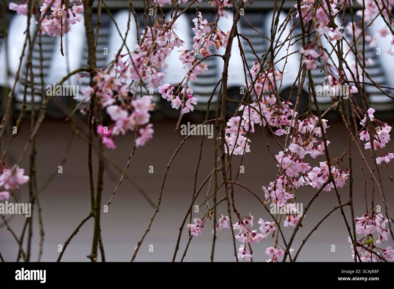 Japanese "shidarezakura" (weeping cherry tree) in bloom highlights an ...