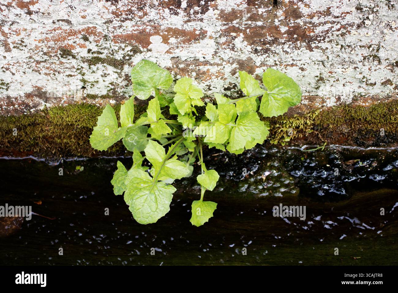 green weed growing on vintage old dirty brick wall with lichen and dirt ...