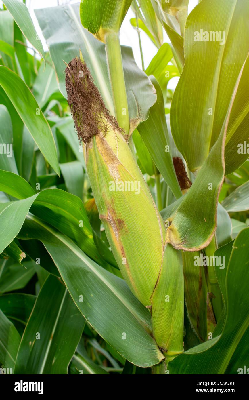 close up corn cobs in corn plantation field Stock Photo - Alamy