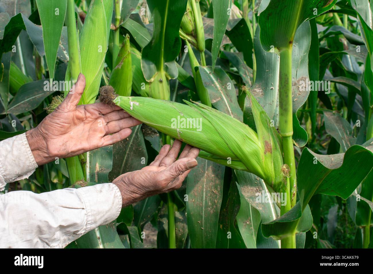 Organic sweet corn cob, Farmer hands inspecting corn pods in corn field ...