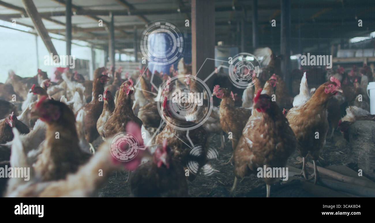 Hens walking on straw hi-res stock photography and images - Alamy
