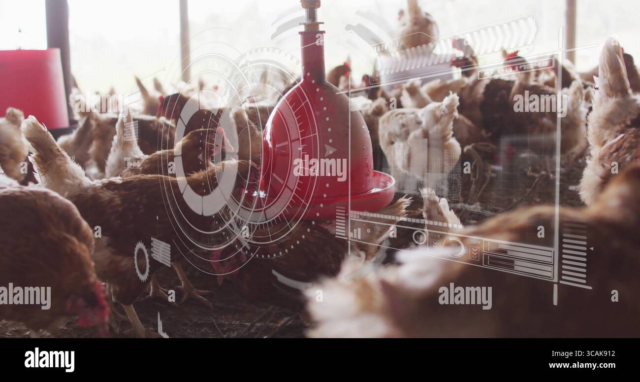 Crowding dense flock of brown hens around red automatic drinker inside ...