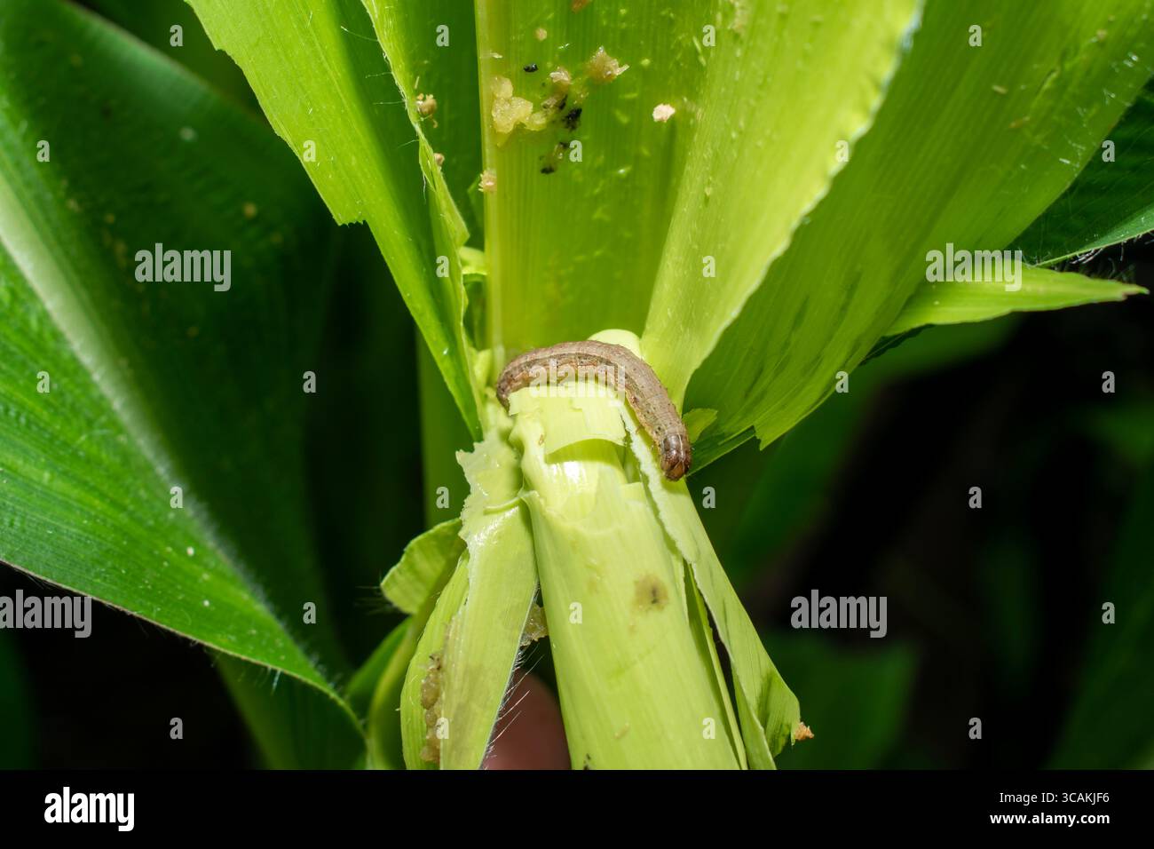 In the maize field, the armyworm attack the maize leaves, causing ...