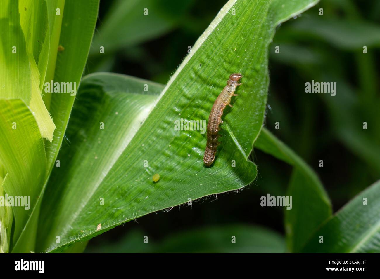 In the maize field, the armyworm attack the maize leaves, causing ...