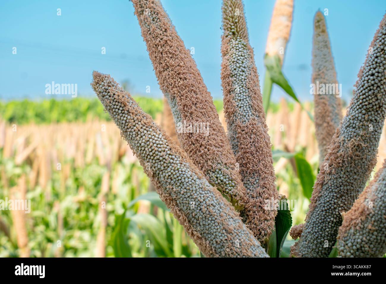Millet field in India, millet plants and seed in farm, Bajra (pearl ...