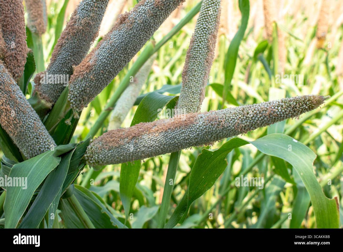 Millet field in India, millet plants and seed in farm, Bajra (pearl ...