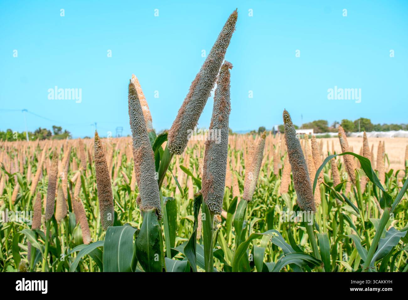 Millet field in India, millet plants and seed in farm, Bajra (pearl ...