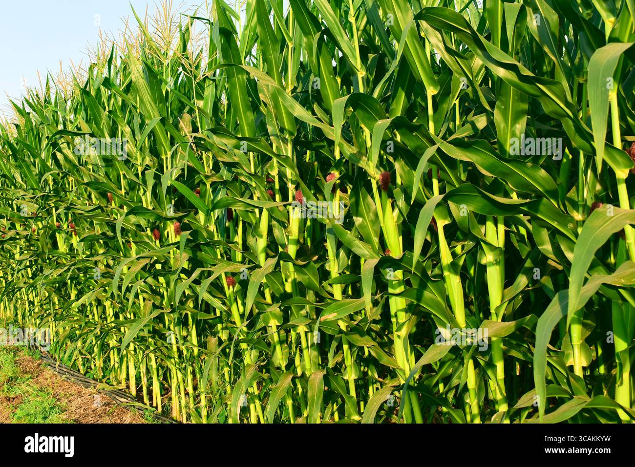 Organic green corn farm in india, corn field, corn farm Stock Photo - Alamy