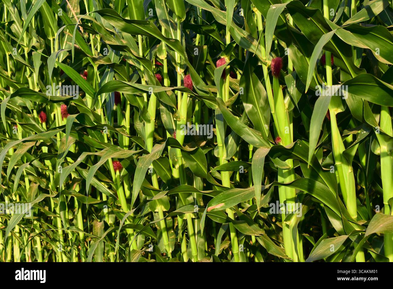 Organic green corn farm in india, corn field, corn farm Stock Photo - Alamy