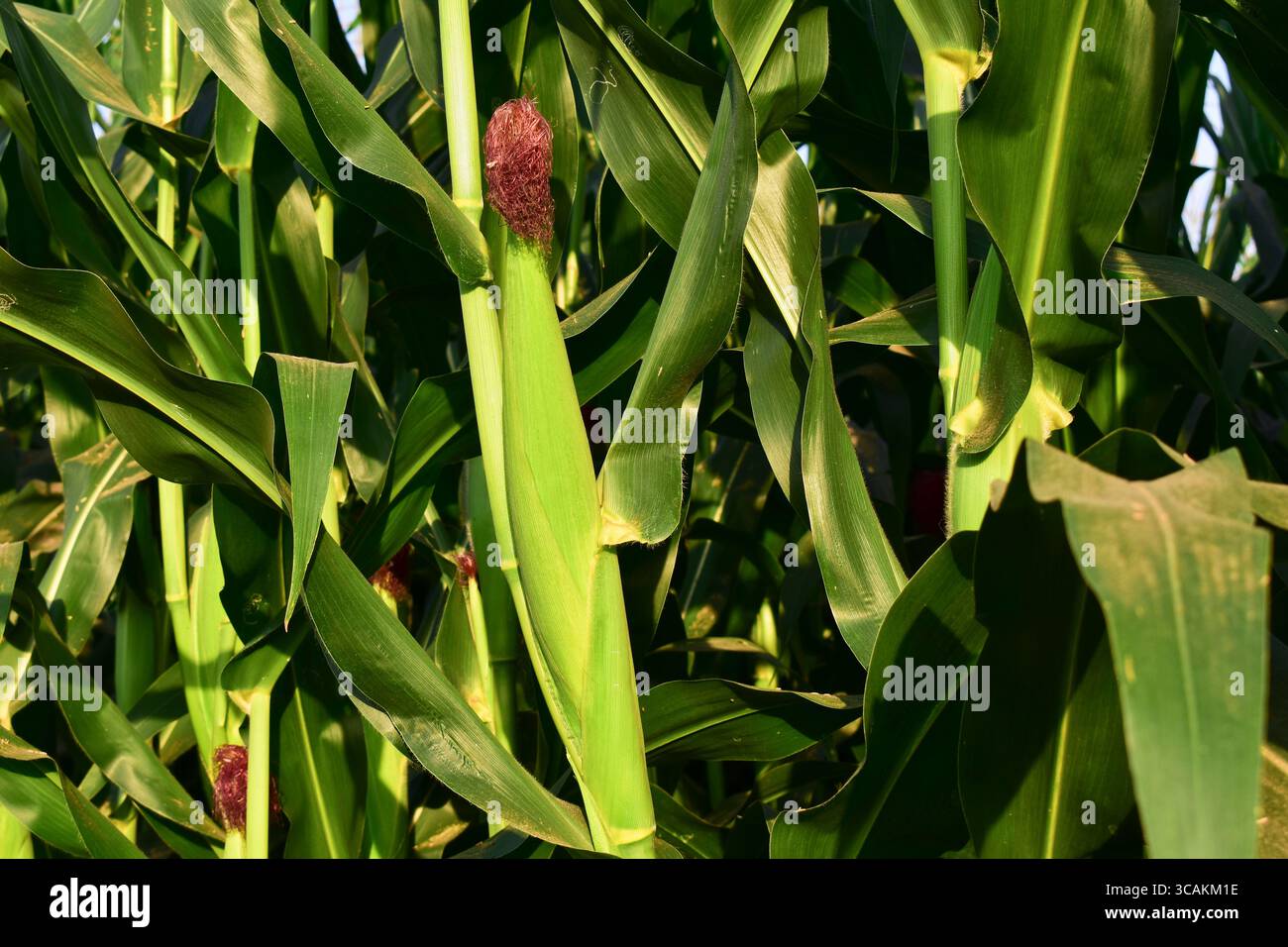 Organic green corn farm in india, corn field, corn farm Stock Photo - Alamy