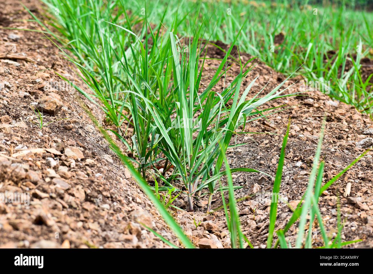 Organic sugarcane farming, Small sugarcane plants in the Field, sugar ...