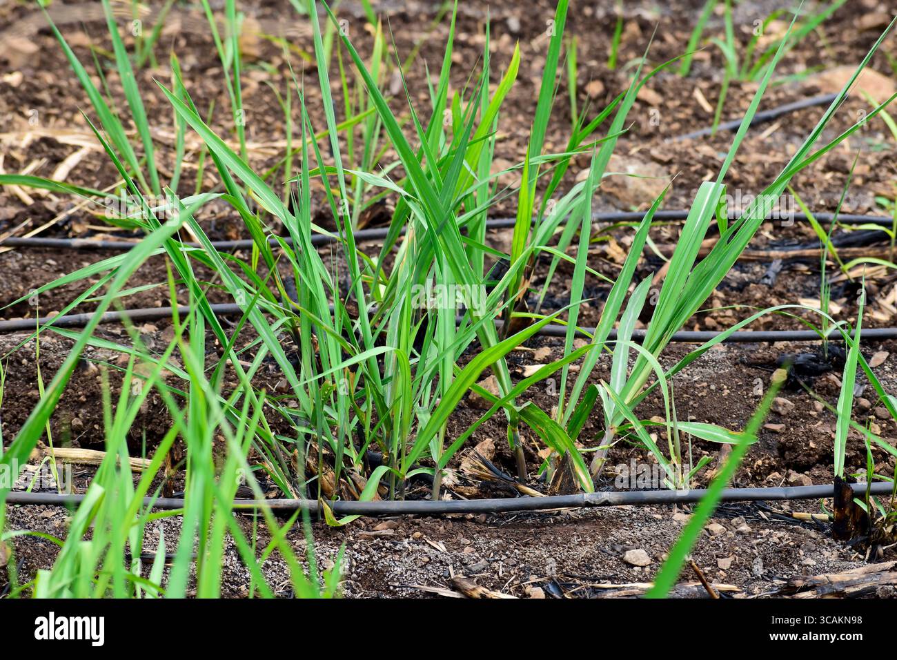Organic sugarcane farming, Small sugarcane plants in the Field, sugar ...