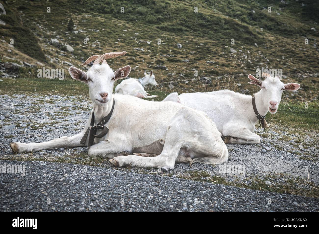 White mountain caps with crossed horns in northern Italy Stock Photo ...