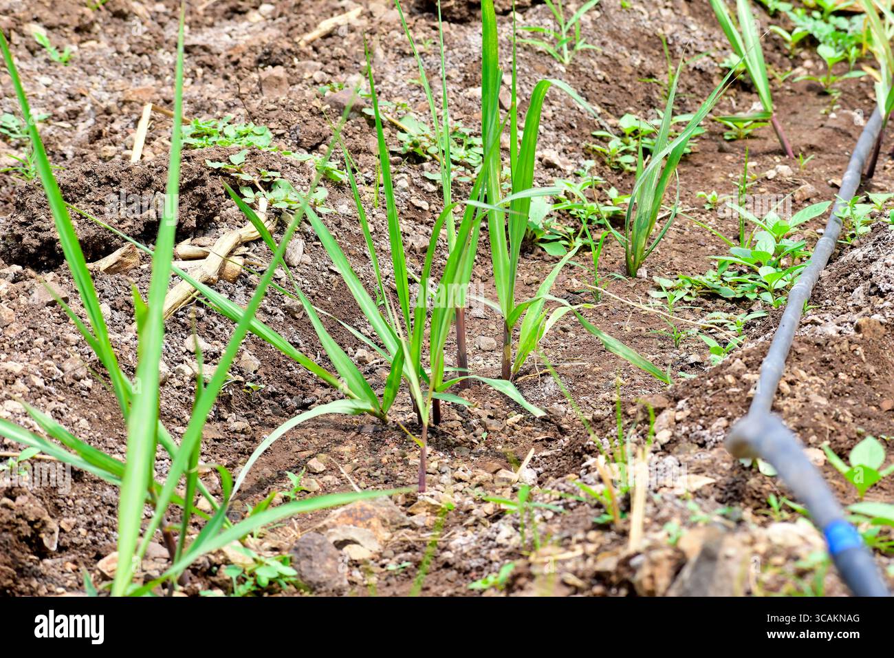 Organic sugarcane farming, Small sugarcane plants in the Field, sugar ...