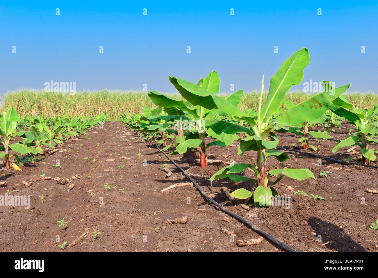 Small banana plants growing in a banana garden, Planting a banana ...