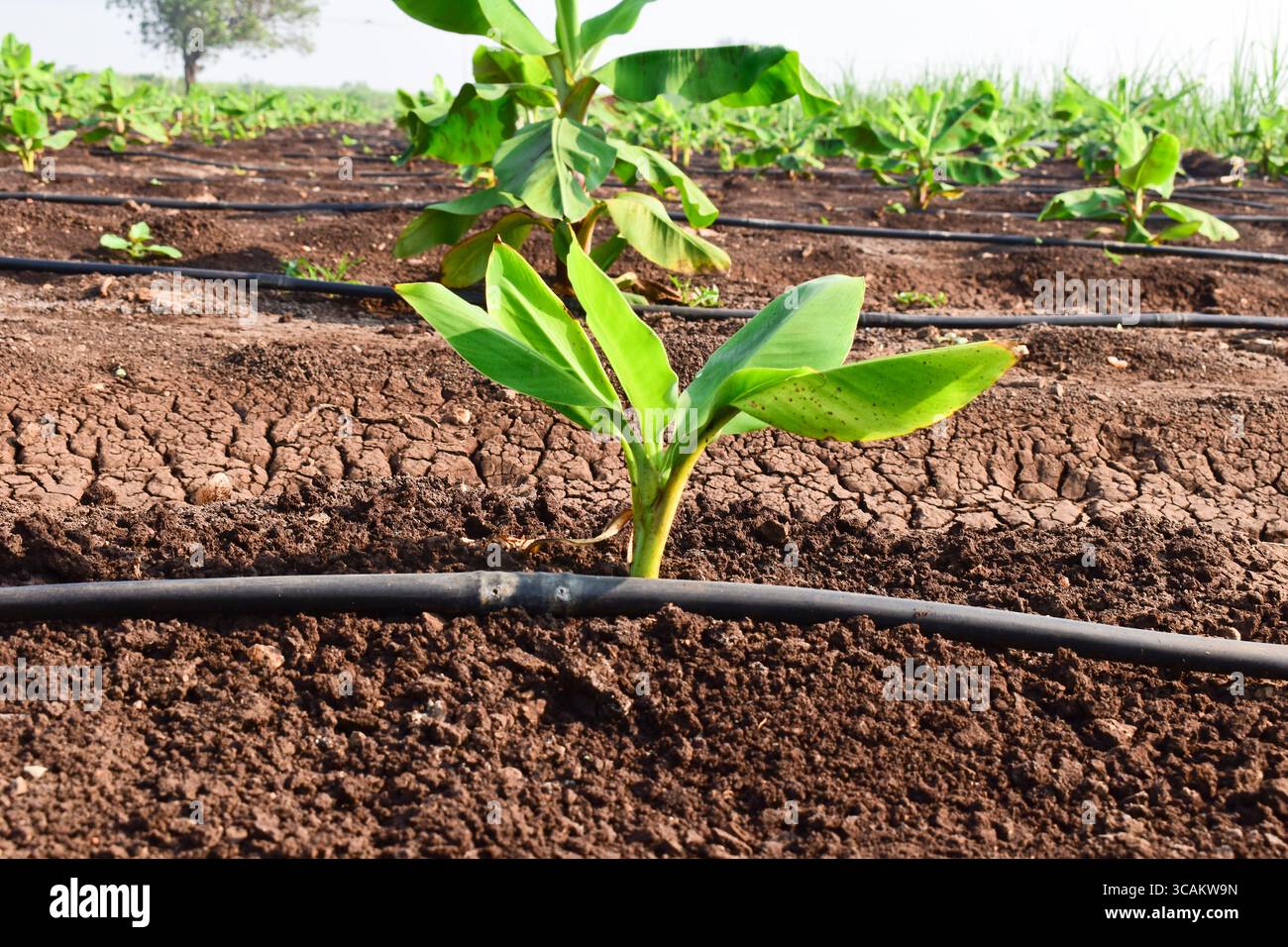 Small banana plants growing in a banana garden, Planting a banana ...
