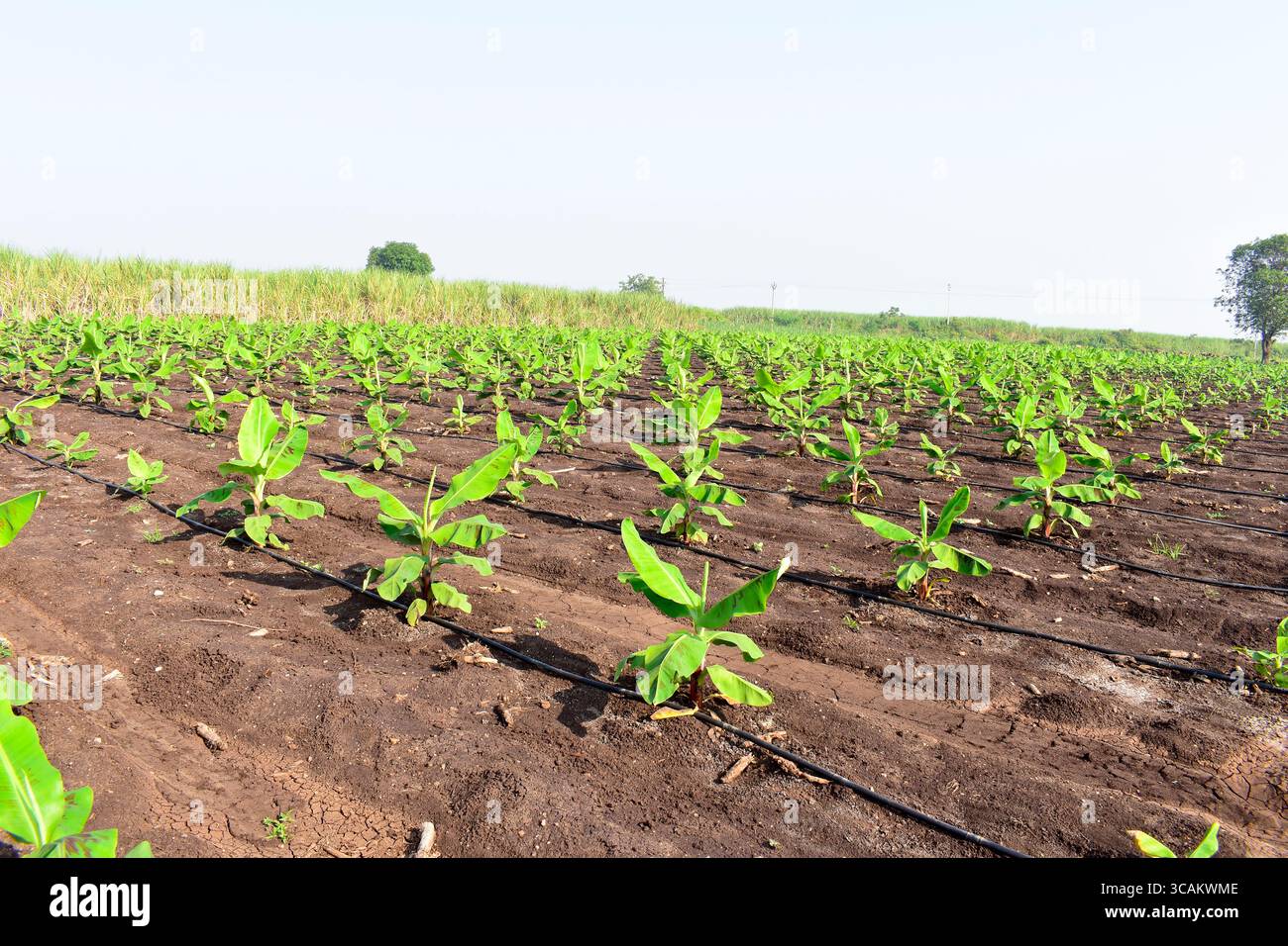 Small banana plants growing in a banana garden, Planting a banana ...