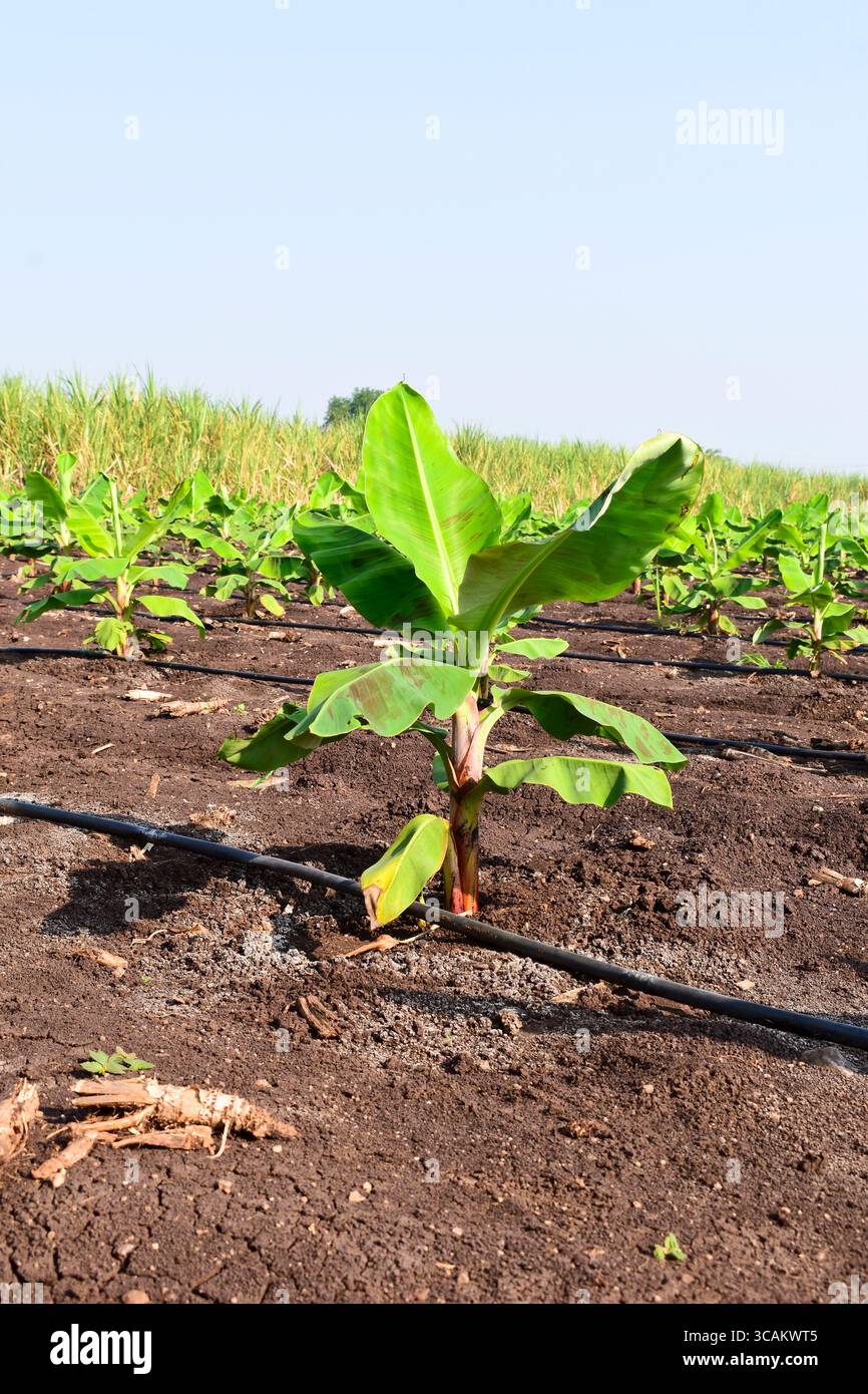 Small banana plants growing in a banana garden, Planting a banana ...