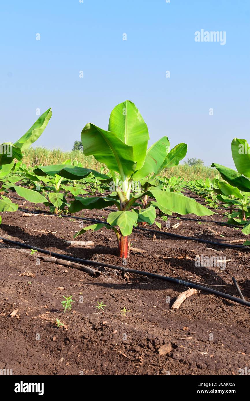 Small banana plants growing in a banana garden, Planting a banana ...