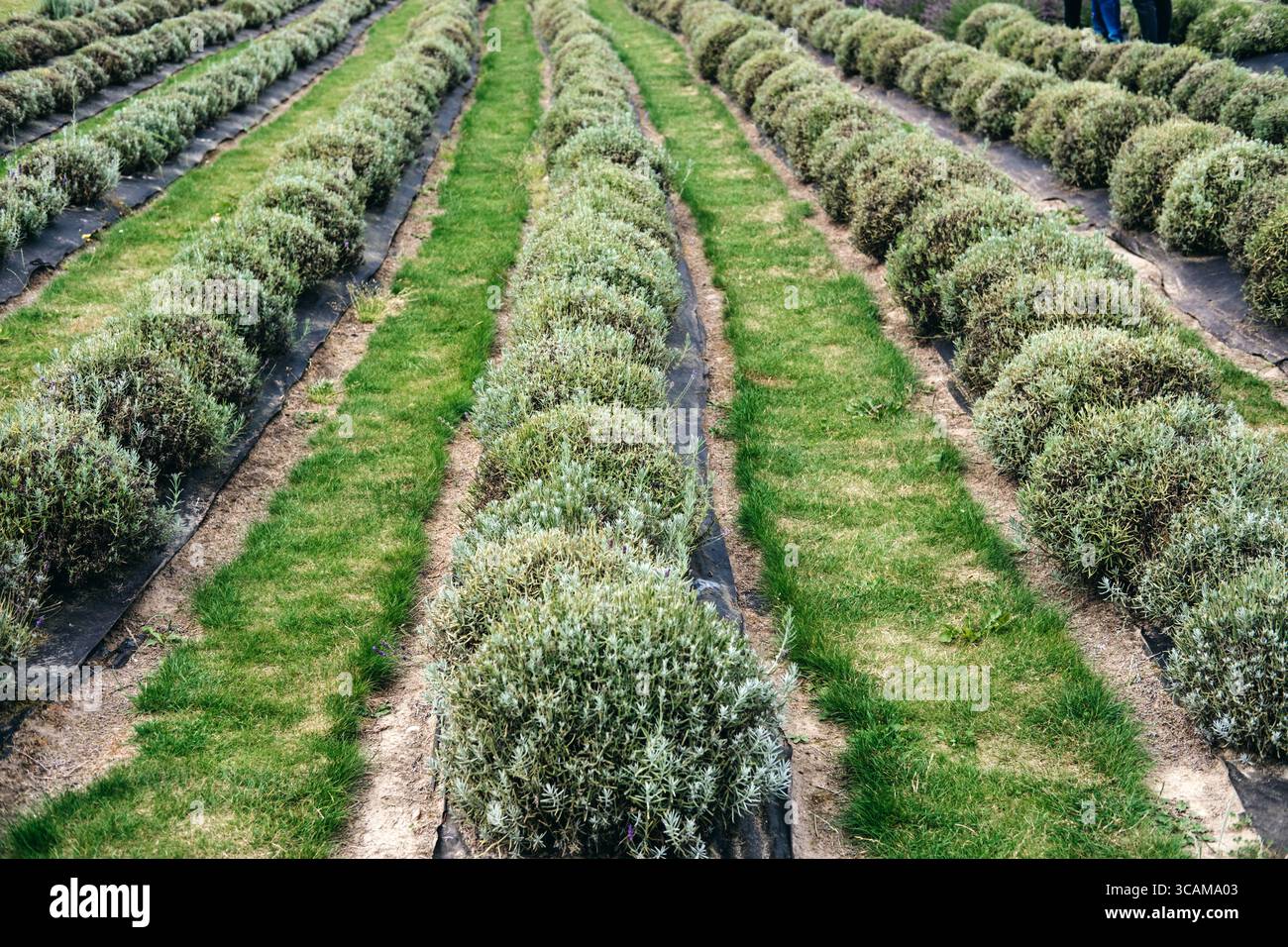 Rows of pruned lavender bushes arranged in parallel lines across a ...
