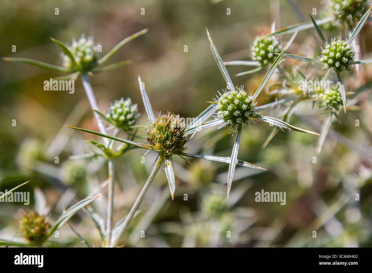 In the wild grows a thistle Eryngium Campestre, known as field eryngo ...