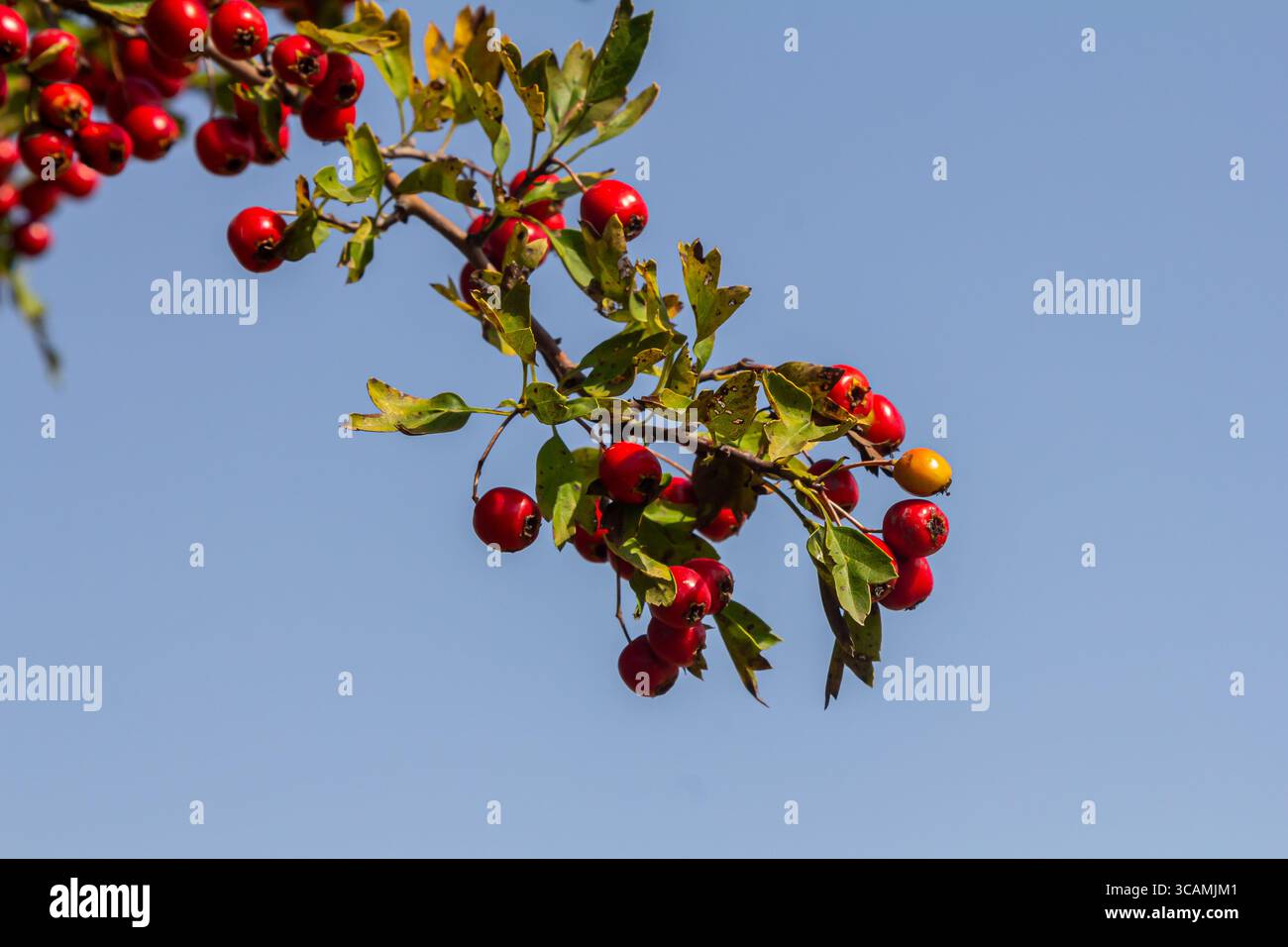 clusters of red fruits Crataegus coccinata tree close up Stock Photo ...