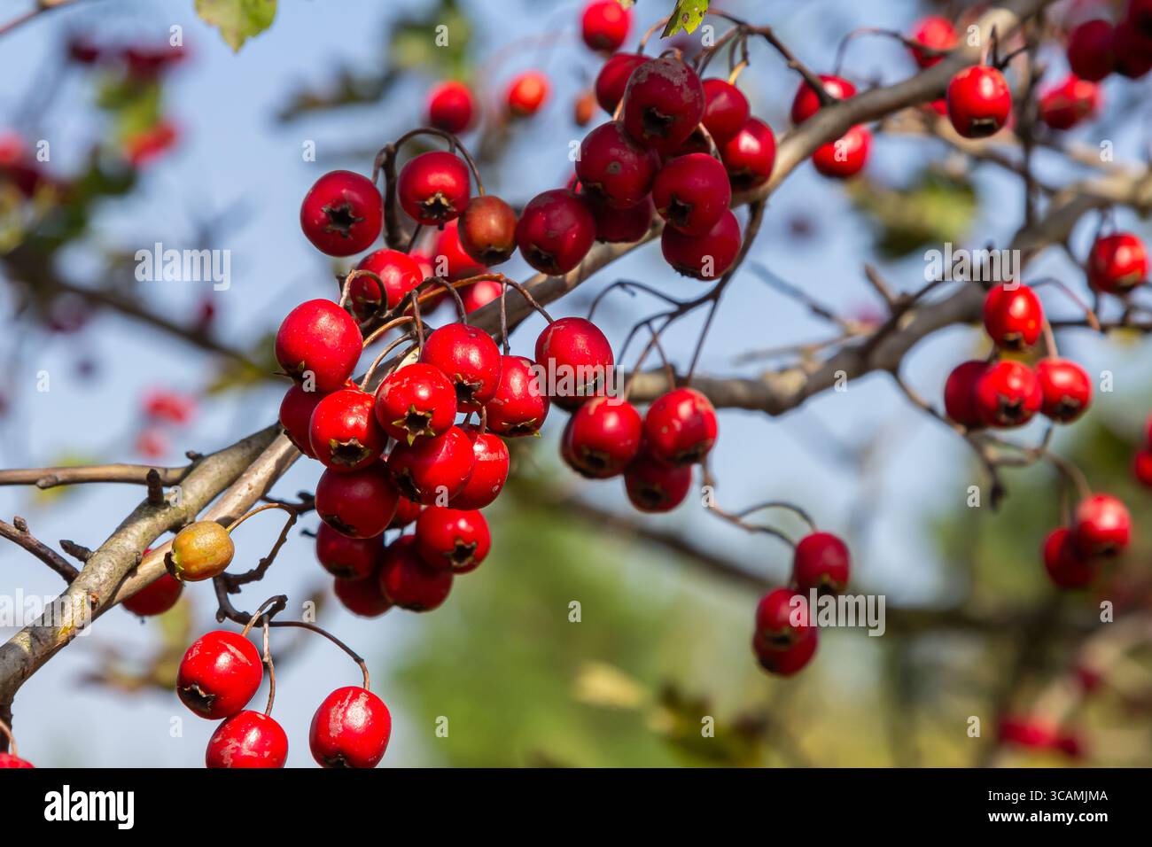 clusters of red fruits Crataegus coccinata tree close up Stock Photo ...