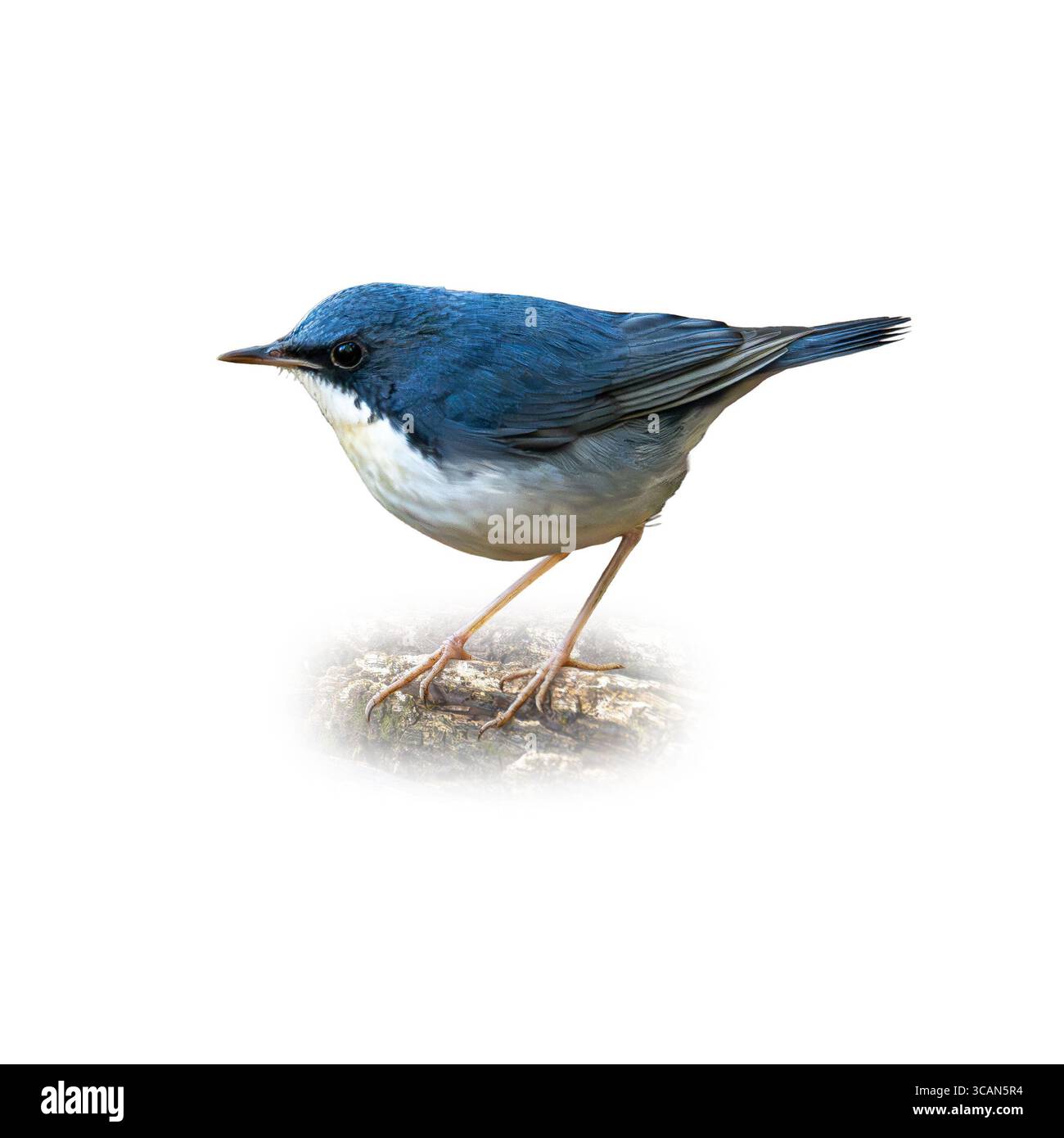 Captured w Cut Out Stock Images & Pictures - Alamy