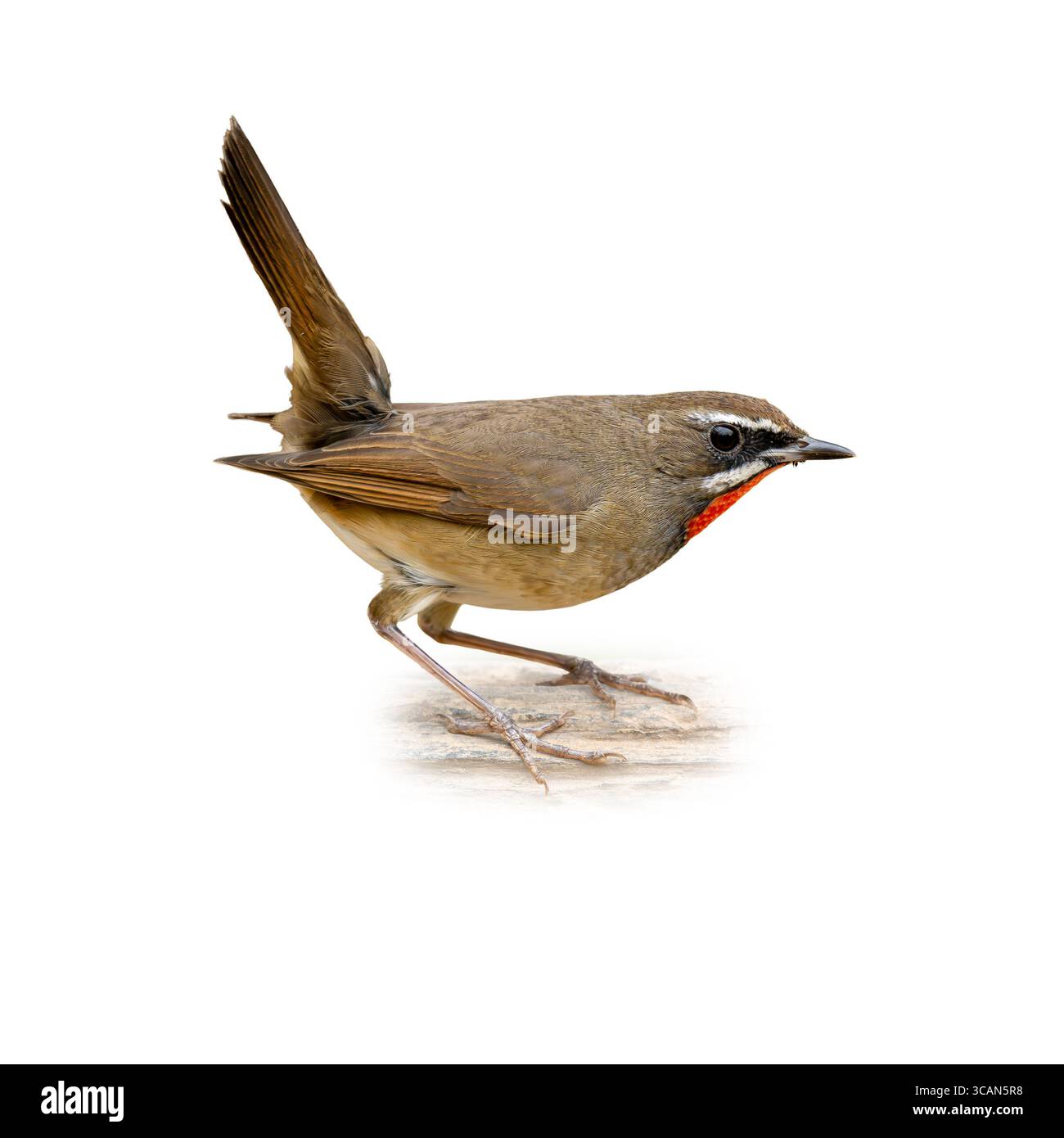 Glowing tail Cut Out Stock Images & Pictures - Alamy