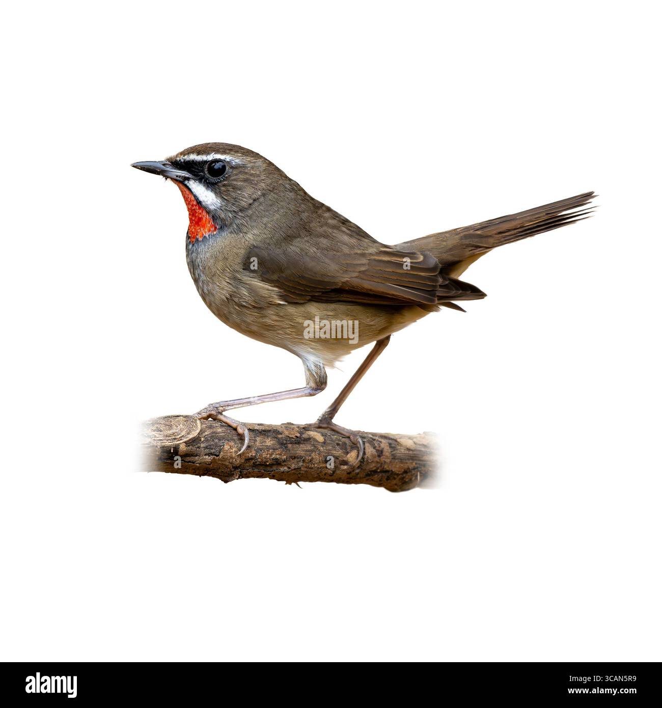 Striking red throat patch hi-res stock photography and images - Alamy