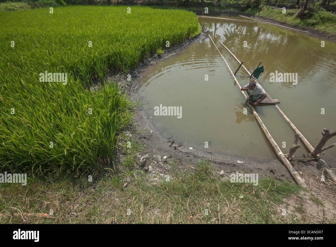 A farmer glides across his pond in a traditional bamboo raft, checking on his fish farm next to ...
