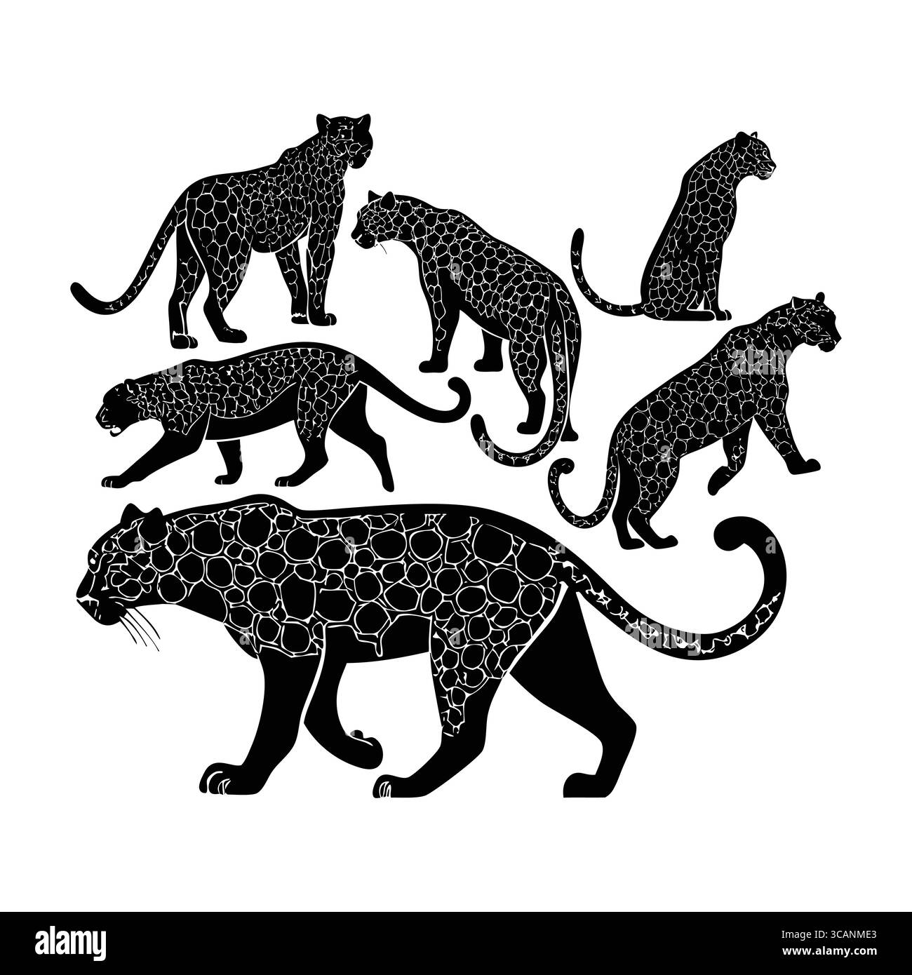 Amur leopard cats Cut Out Stock Images & Pictures - Alamy