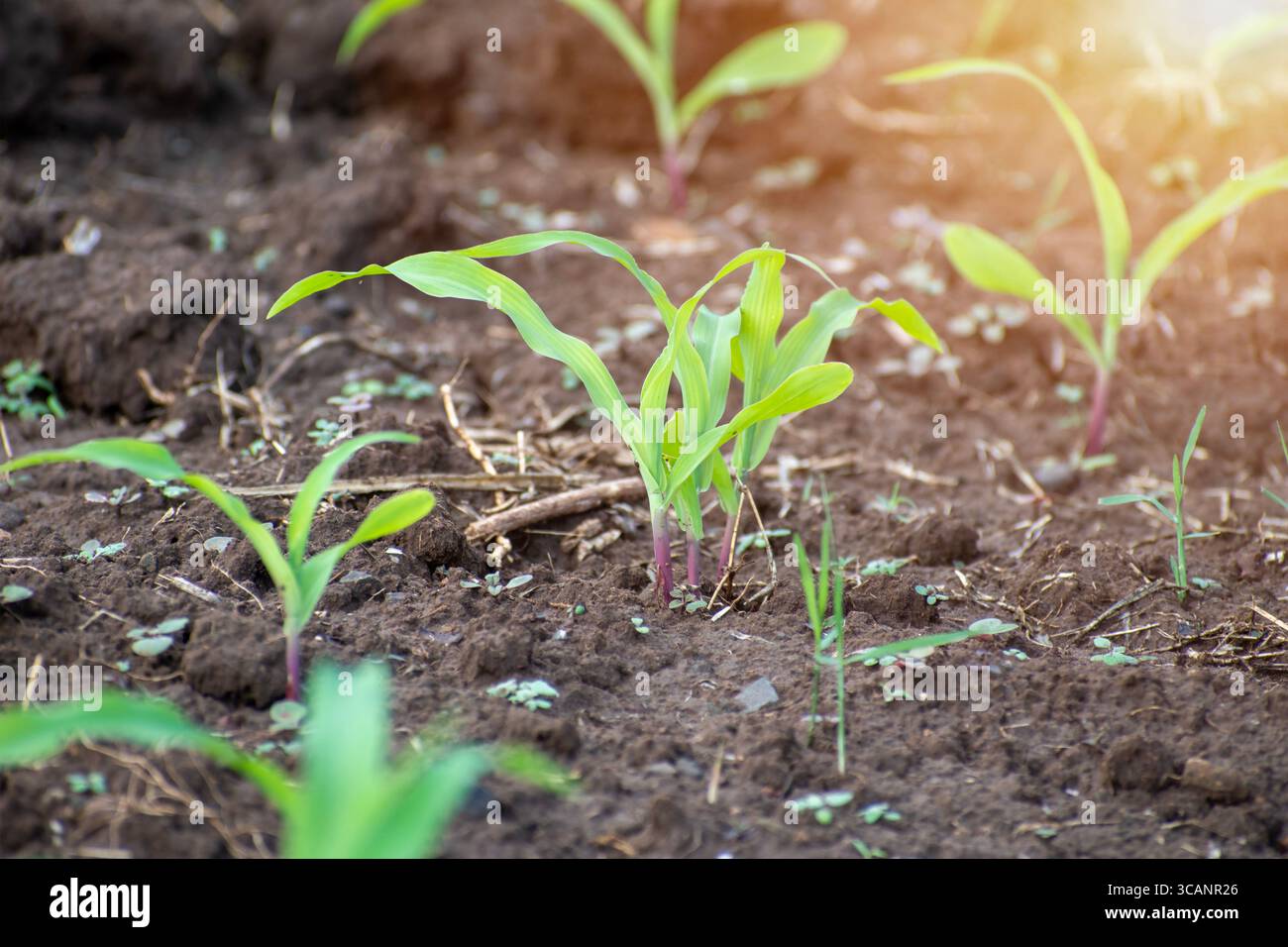 Young green corn, maize, sweet corn seedling in farm, Close up green ...