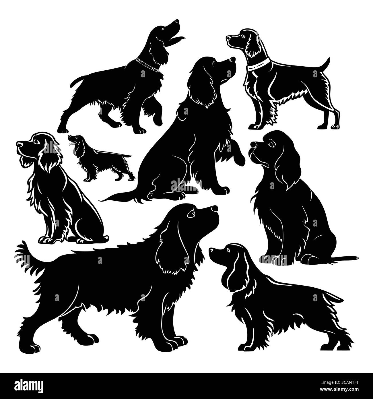 Black cocker Black and White Stock Photos & Images - Alamy