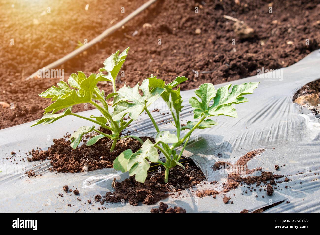 Green sprout of watermelon growing in farm. Close-up Stock Photo - Alamy