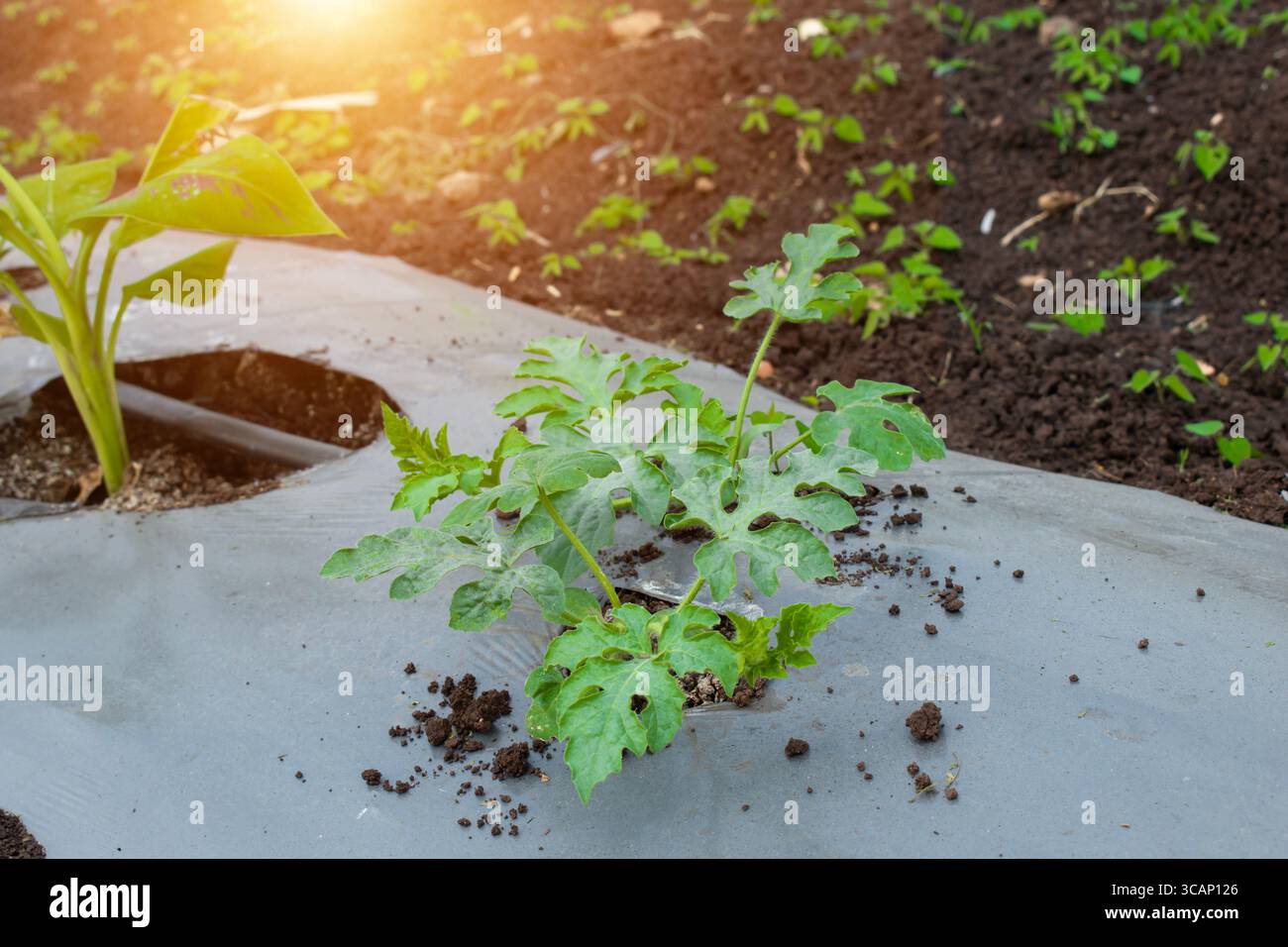 Green sprout of watermelon growing in farm. Close-up Stock Photo - Alamy
