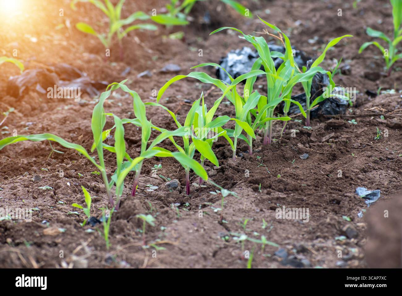 Young green corn, maize, sweet corn seedling in farm, Close up green ...
