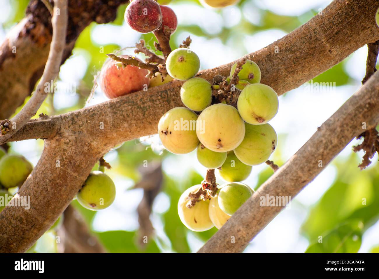 ficus racemosa, ficus fruit. cluster fig fruit Stock Photo - Alamy