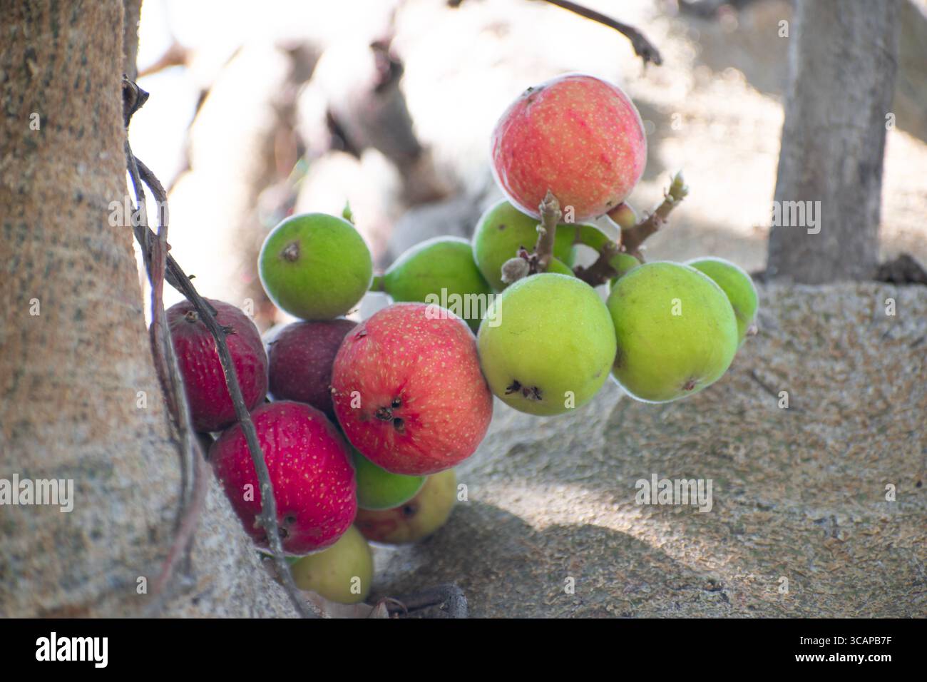 Gular fruit hi-res stock photography and images - Alamy