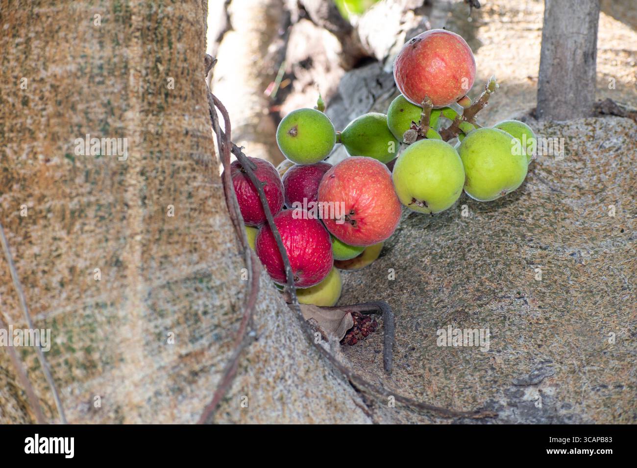ficus racemosa, ficus fruit. cluster fig fruit Stock Photo - Alamy