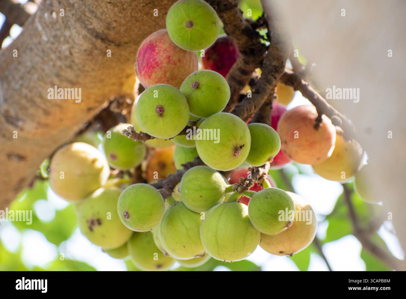 Gular fruit hi-res stock photography and images - Alamy