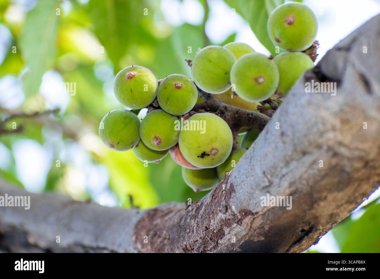Gular fruit hi-res stock photography and images - Alamy